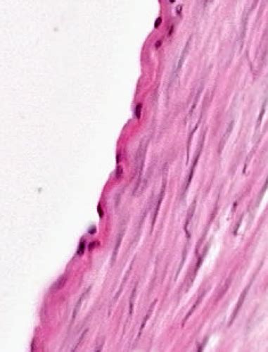 Histology Unit 1 Lab Flashcards Quizlet