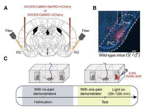 Male And Female Mice Exhibit Different Empathic Behaviors To Others Pain