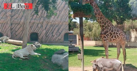 Dónde Estudiar Zoología En Perú
