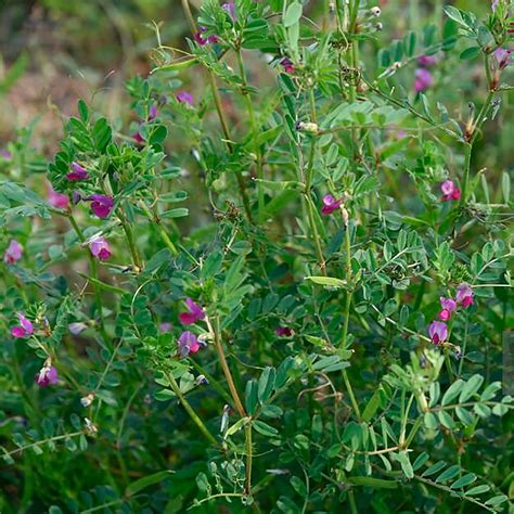 Semillas Ecológicas De Veza Sativa Vicia Sativa 5kg H0000929 21