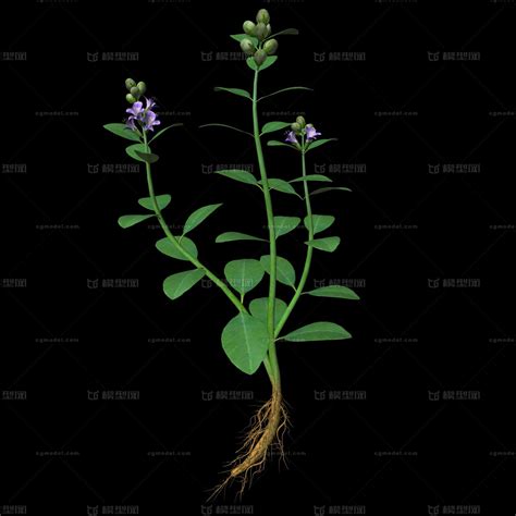 中草药 蔓荆子模型 草类模型库 Maya ma mb 模型下载 cg模型网
