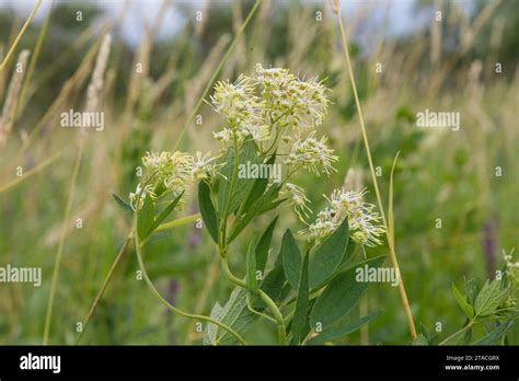 Helium Water Meadows Around Lake Ilmen Among The Plants Stand Out Chee Reed Grass