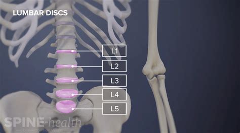 Lumbar Disc Anatomy Animation
