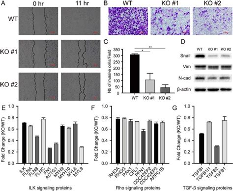 Loss Of Bap1 Results In Growth Inhibition And Enhances Mesenchymal