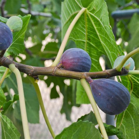 Black Mission Fig The Sill