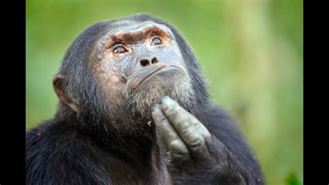 неадекват в доте Youtube