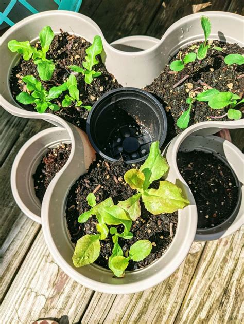 Dollar Tree Stackable Planters Review And Tips In 2023 Stackable