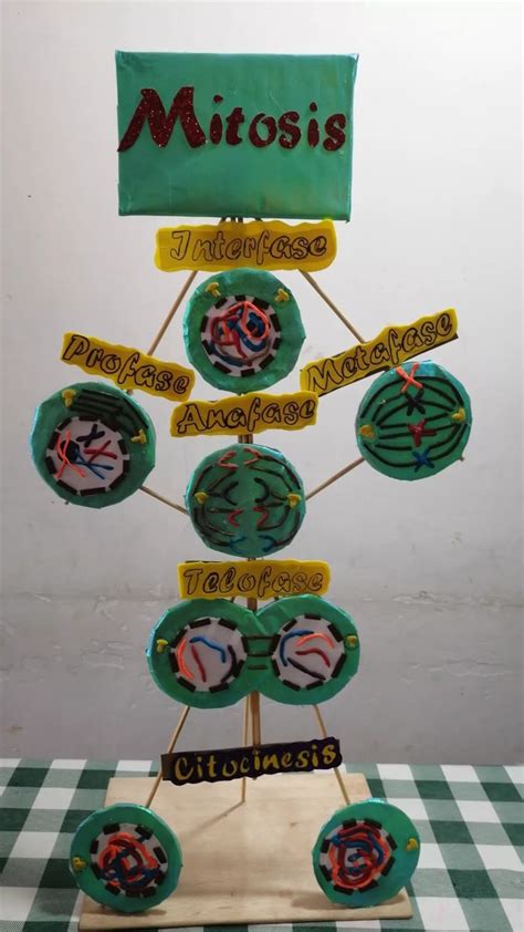 Maqueta Mitosis Manualidades Mitosis Ideas De Colegio