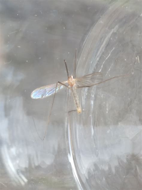 Erioptera Lutea Naturespot