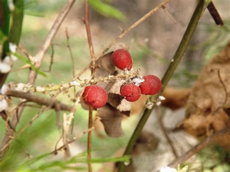 Shotomuli Or Shatawari Asparagus Racemosus