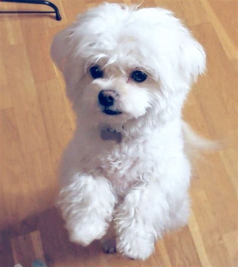 Chi Chon Bichon Frisechihuahua Totul Despre Bichoni