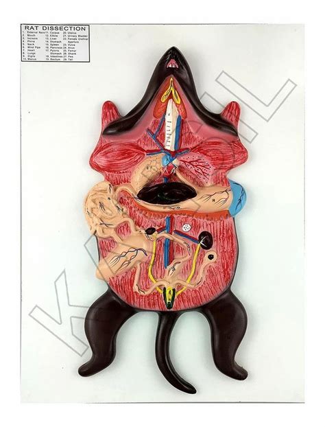 Mouse Dissection For Zoology Model At ₹ 3499piece Karol Bagh New