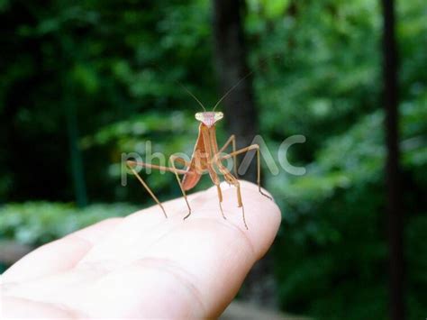 カマキリ捕まえた No 3580440写真素材なら写真AC無料フリーダウンロードOK