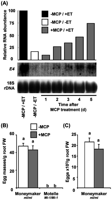 A Efficiency Of The 1 Methylcyclopropene Mcp Blocking Of Ethylene A Efficiency Of The 1 Methylcyclopropene Mcp Blocking Of Ethylene