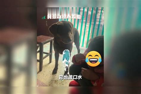 急死了！狗狗看到女孩吃红薯，馋的口水如雨下，狗子：你看看我！