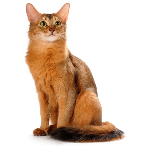 Cream Somali Cat
