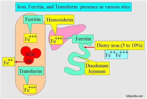 Ferritin Serum Ferritin Level