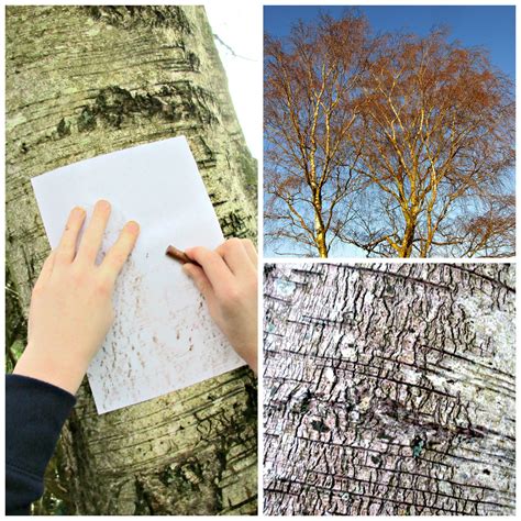 How To Make A Tree Bark Rubbing Craft Invaders Tree Bark Texture Art Tree Bark Texture