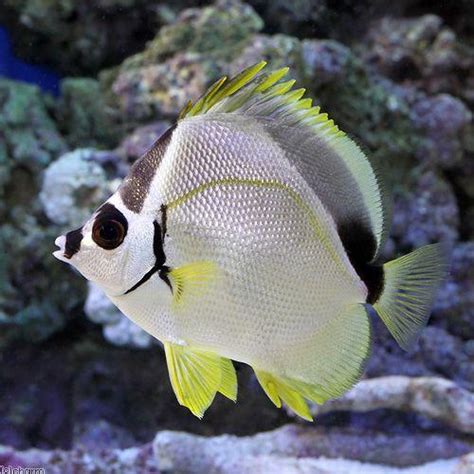 注文 海水魚バーバーフィッシュ1匹 チョウチョウウオ 沖縄別途送料