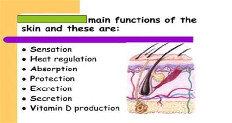 Physical Functions Of The Skin Ms Thu Medical English