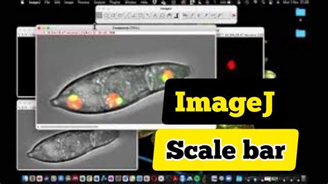Scale Bar Not Showing Up In TIFF Image ImageJ Scale Bar Disappears Set Scale Bar In ImageJ