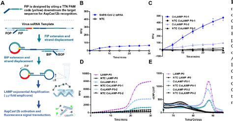 Figure 2 From Colamp Crispr Based One Pot Loop Mediated Isothermal