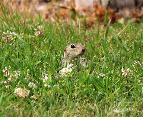 Striped Gopher Photograph By Lori Tordsen Pixels