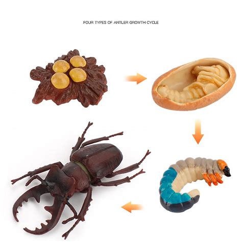 Stag Beetle Life Cycle