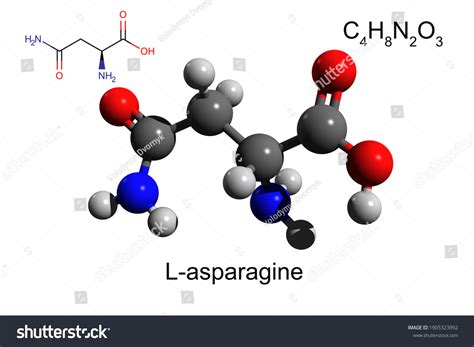 L Asparagine Over 53 Royalty Free Licensable Stock Illustrations