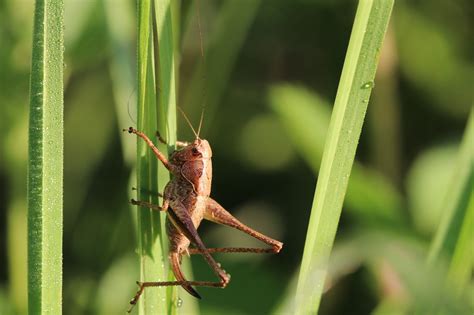4 무료 대초원 메뚜기 And 메뚜기 이미지 Pixabay