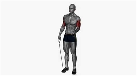 Alternate Biceps Curl Resistance Band Fi Stock Video Pond5