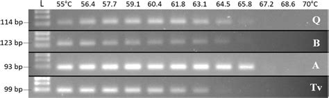 Gradient Pcr Amplification Annealing Temperature 55 70°c Of Target Download Scientific