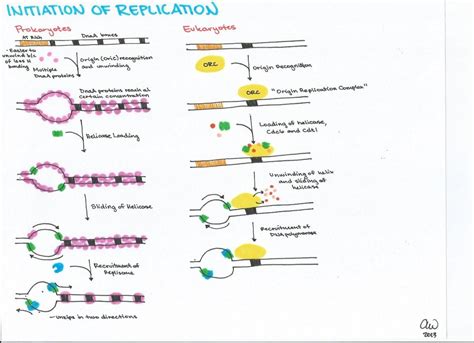 Genetics Study Guides Artofit