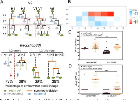 Figure 1 From Stochastic Loss And Gain Of Symmetric Divisions In The C Elegans Epidermis