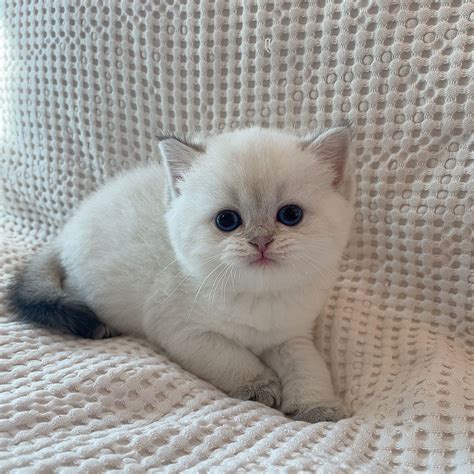 브리티쉬숏헤어 휘리 퍼스트캣ㆍ24시 고양이분양ㆍ전국 안심홈서비스