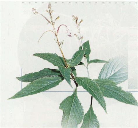 白接骨 中药学 医学