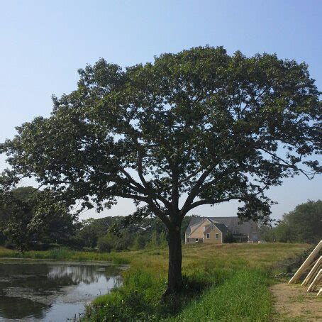 Pruning Northeast Shade Tree