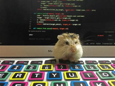 Build A Modern Browser Based Code Editor Like Codepen Or Vscode Online By Codew Medium