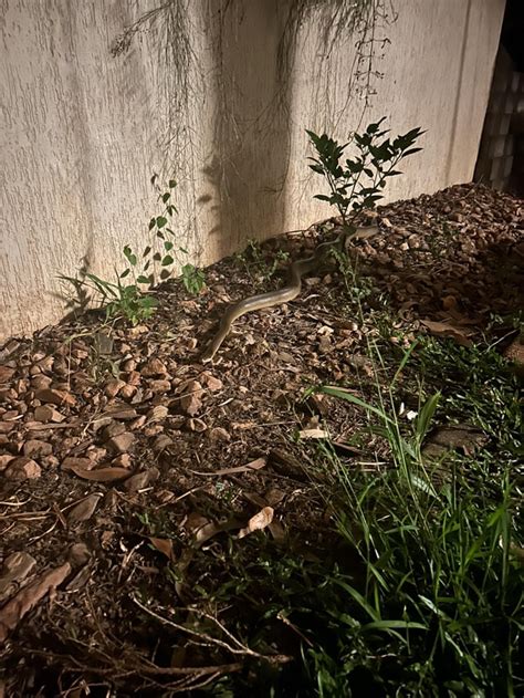 Healthy Python Rdarwin