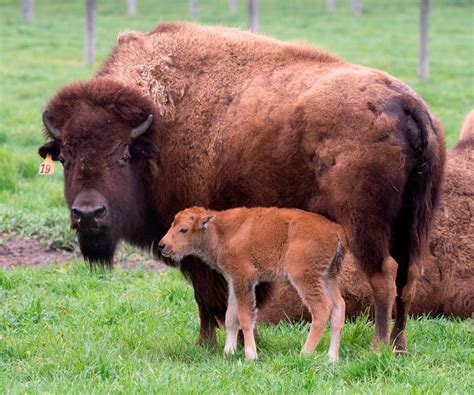 First Bison Born This Year At Fermilab Chicago News Wttw