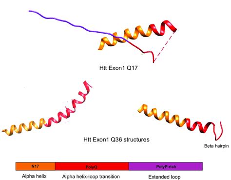 3 Reported Crystal Structures Of Htt Exon1 Htt Exon1 Pdb Id3iow Htt Download Scientific
