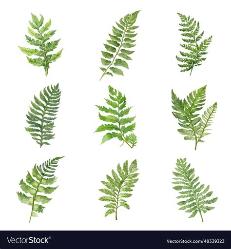 Watercolor Green Asplenium Leaves Set Royalty Free Vector