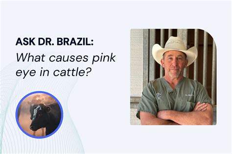 Ask Dr Brazil What Causes Pink Eye In Cattle Ranch Vision Cattle Management Software