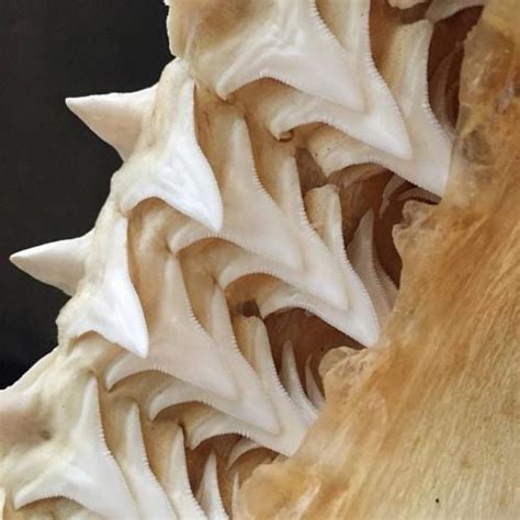 Bull Shark Teeth Rows