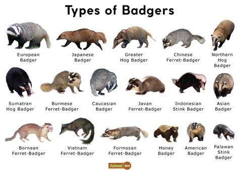 Badger Types Facts Diet Reproduction Classification Pictures