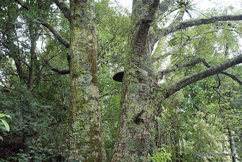 Phil Bendle Collectionfomitiporia Robusta Phellinus Robustus Citscihub
