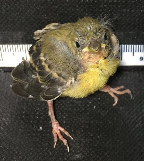 Lesser Goldfinch