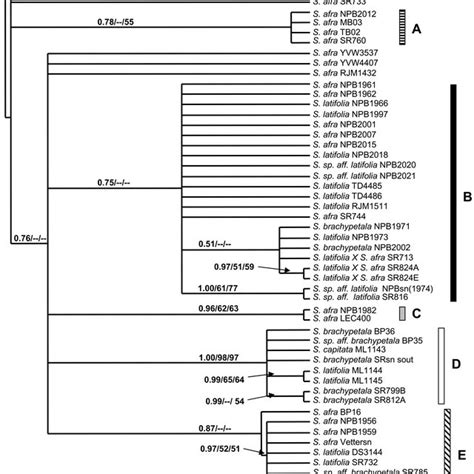 Bayesian Inference Bi Tree Of The Combined Chloroplast Dna Cpdna