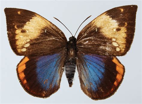 Butterfly Moths” Mcguire Center