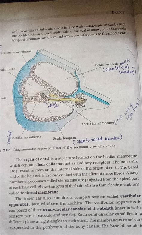 Within Cochlea Called Scala Media Is Filled With Endolymph At The Base O